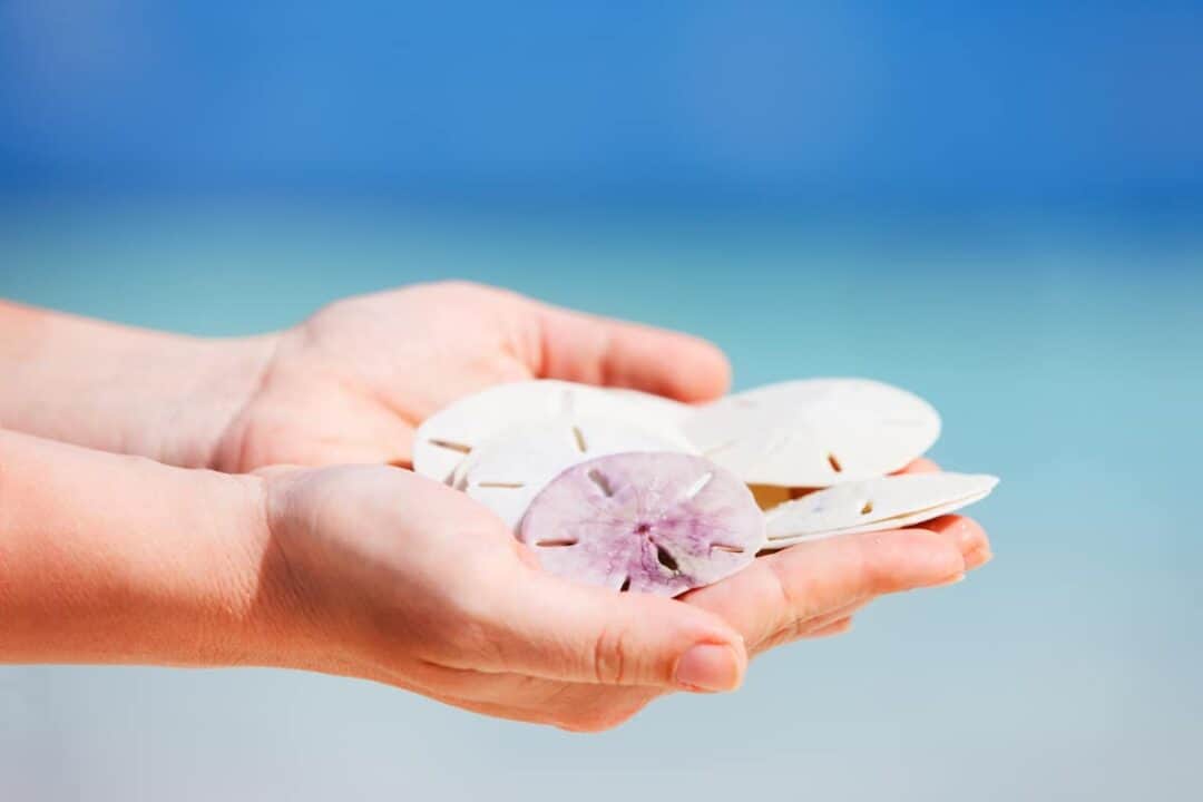 What Can You Touch At The Beach? 37 Surprising Things [You Can Feel ...