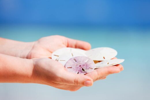 What Can You Touch At The Beach? 37 Surprising Things [You Can Feel ...