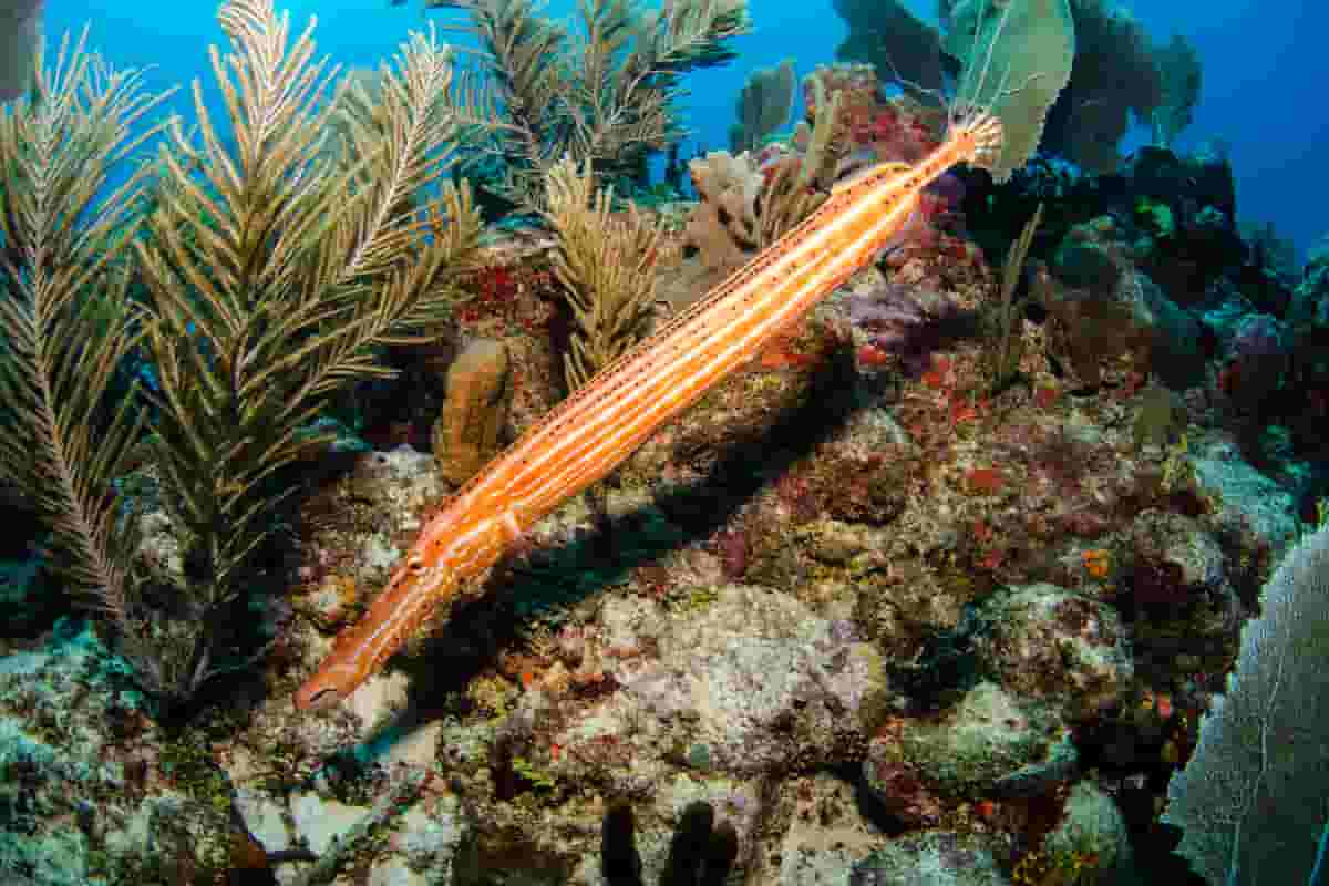 Shallow Water Snorkeling- [Surprisingly Useful] 7 Tips For Beginners ...