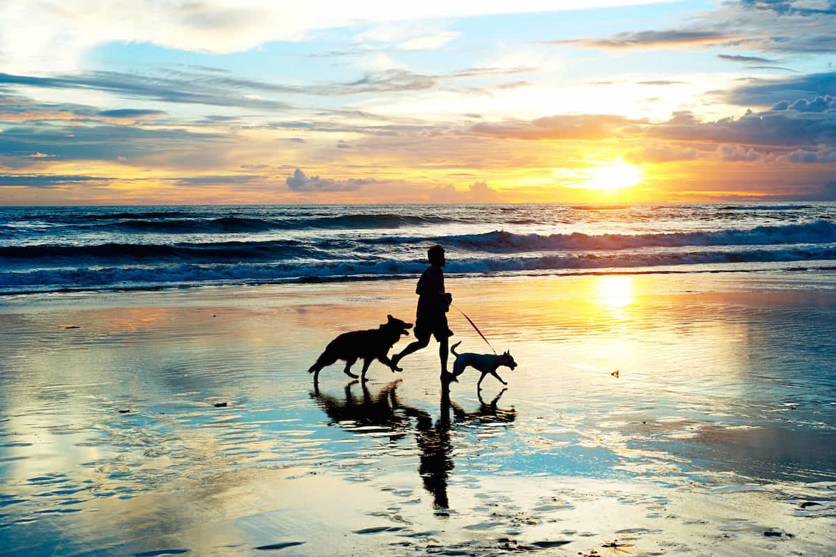 7 Pet Friendly Island Beaches - Vacationing With Your Furry Friends In ...